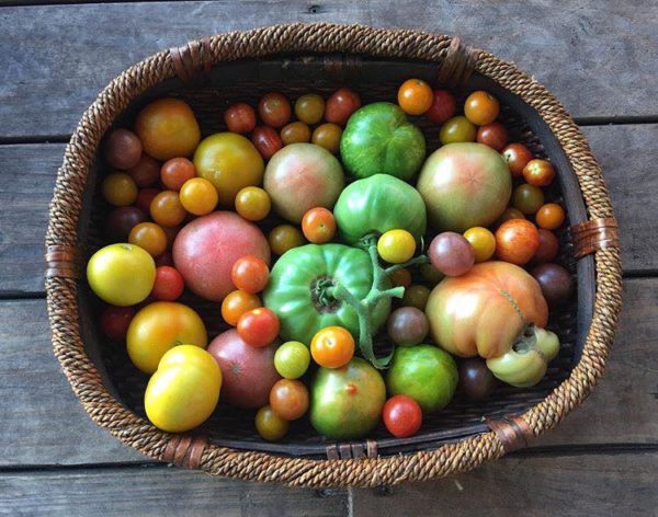 Tomatoes in all shapes, sizes, and colors - Greyfield Inn