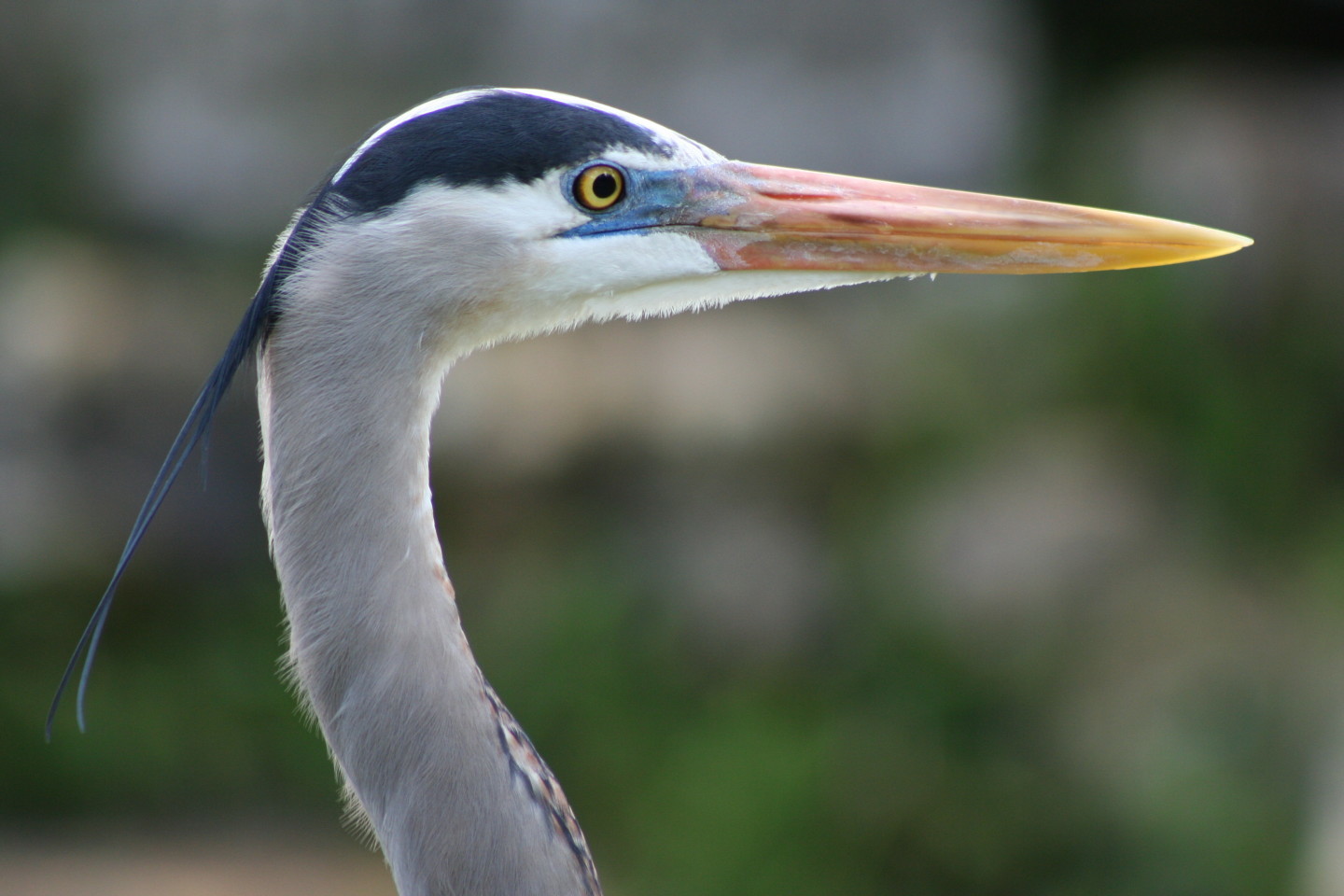 Birding - Greyfield Inn