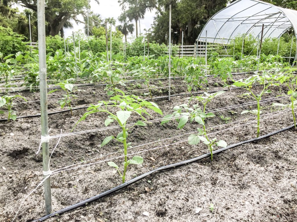 A How-To on Trellising - Greyfield Inn