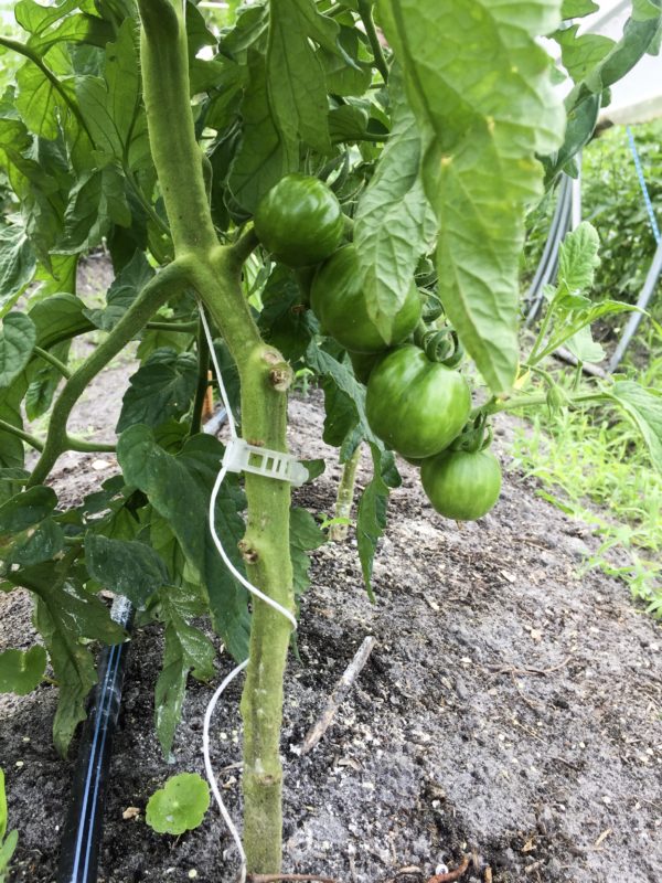 A How-To on Trellising - Greyfield Inn